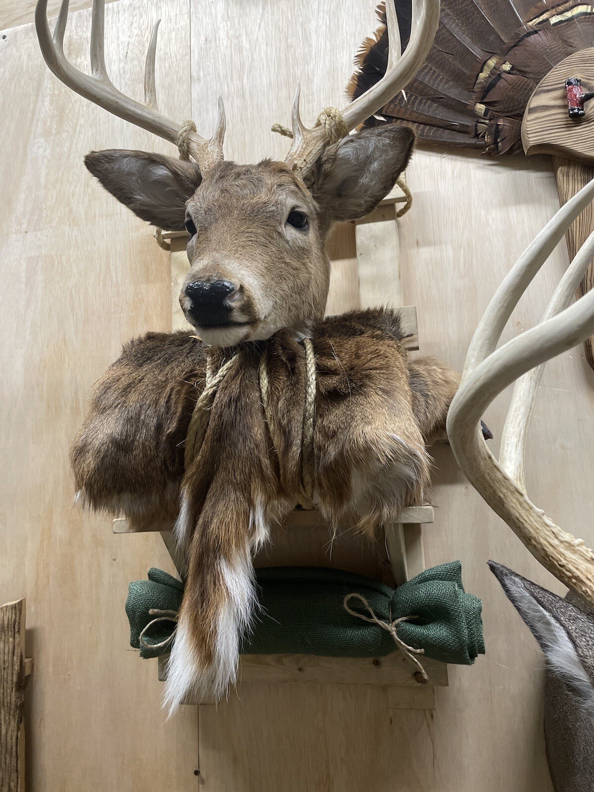 solid wood taxidermy backpack mount deer plaque antler mount pack mount ...