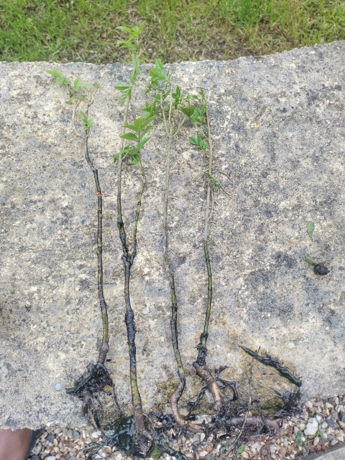 Ash Tree Saplings 6 , top quality .Native Tree . BONSAI | eBay UK