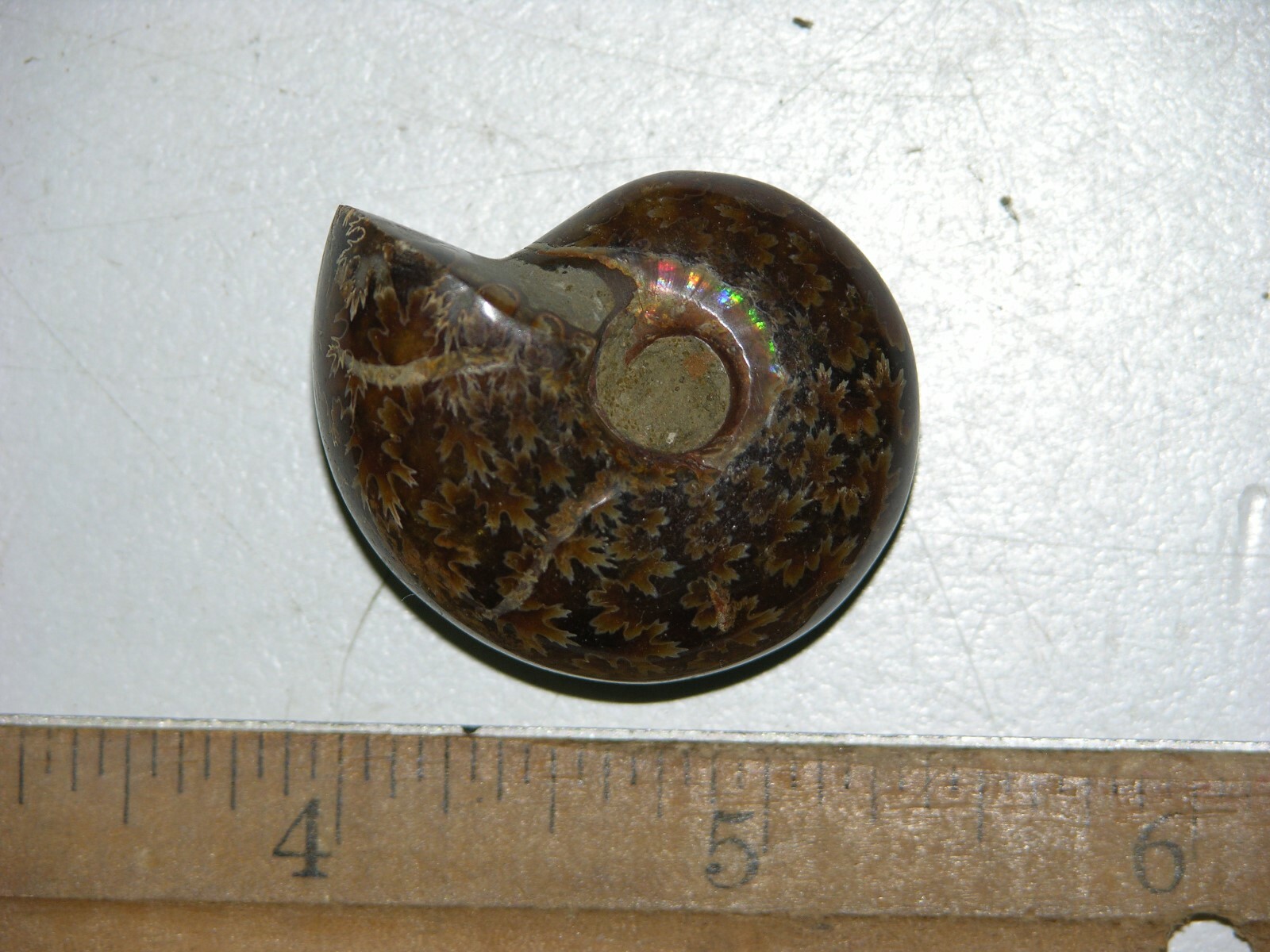 Ammonite fossil Jurassic wide body Cleoniceras polished both sides 1–1. ...
