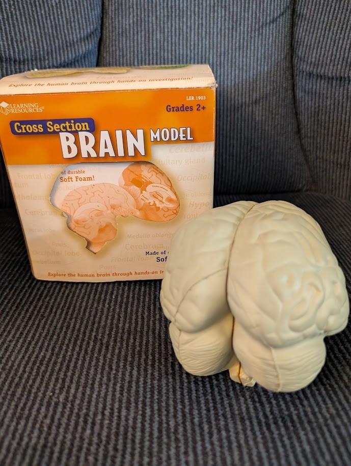 Learning Resources Cross Section Brain Model Soft Foam Grades 2+ | eBay
