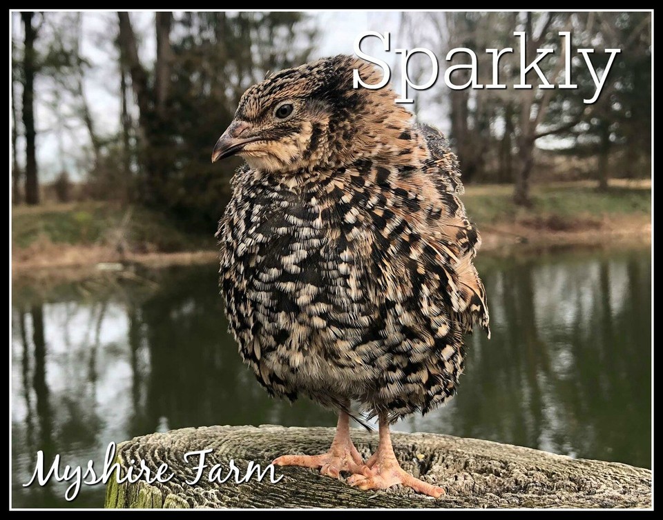 220+ RARE Myshire Farm coturnix quail hatching Eggs!! 6 Different RARE ...