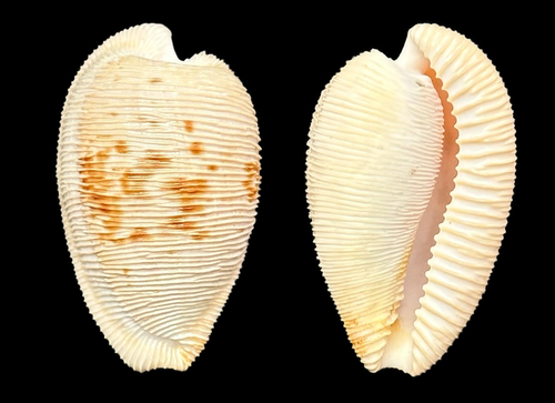 Cypraea Cypraeovula capensis capensis Gray, 1828 30.38mm | eBay