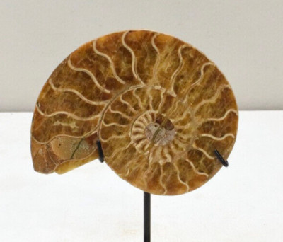 Natural Ammonite Spiral Fossil Shell Madagascar | eBay