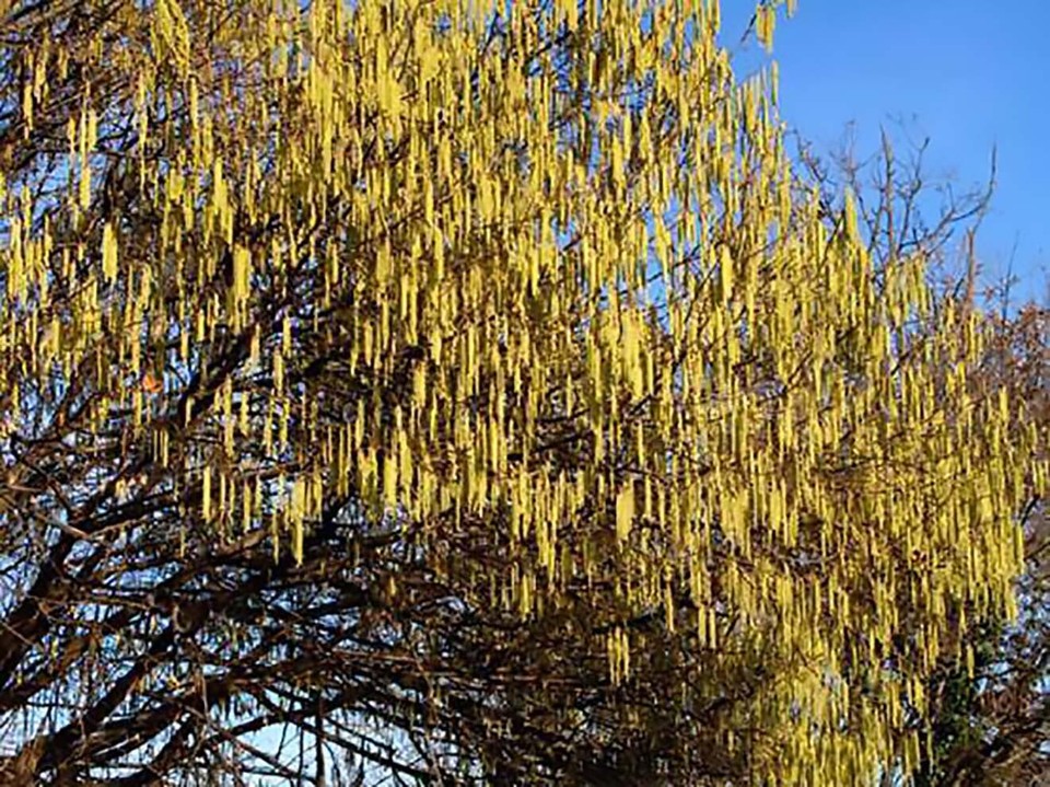 European Hazelnut, (Filbert), Corylus avellana, Tree Seeds (Fast, Showy ...