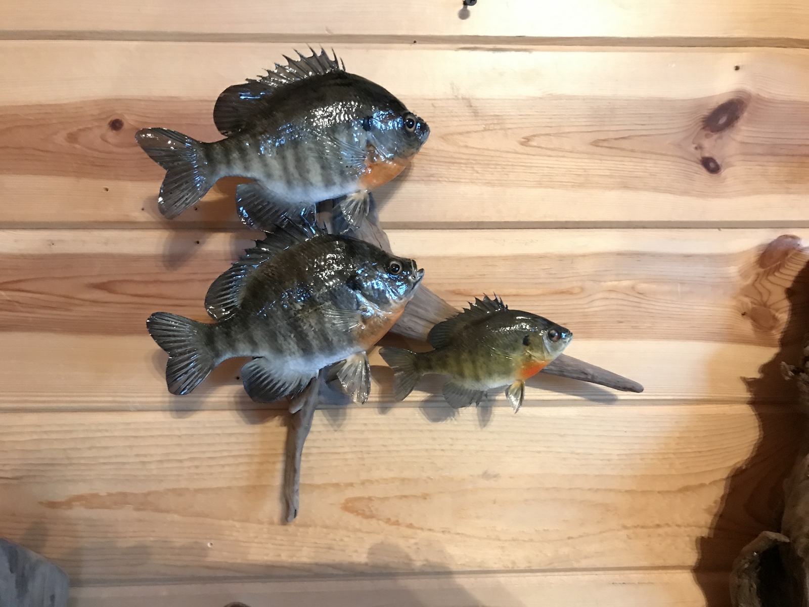 Real Skin Beautiful Sunfish Bluegill Panfish Fish Taxidermy Wall Mount ...