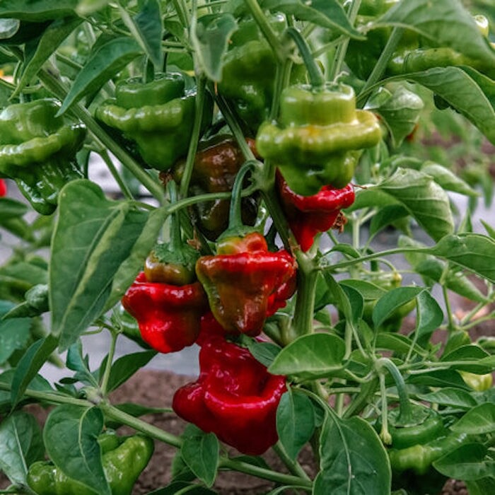 25+ RED CAP MUSHROOM HOT PEPPER SEEDS EXTREME HOT, Ớt cay Organic NON ...