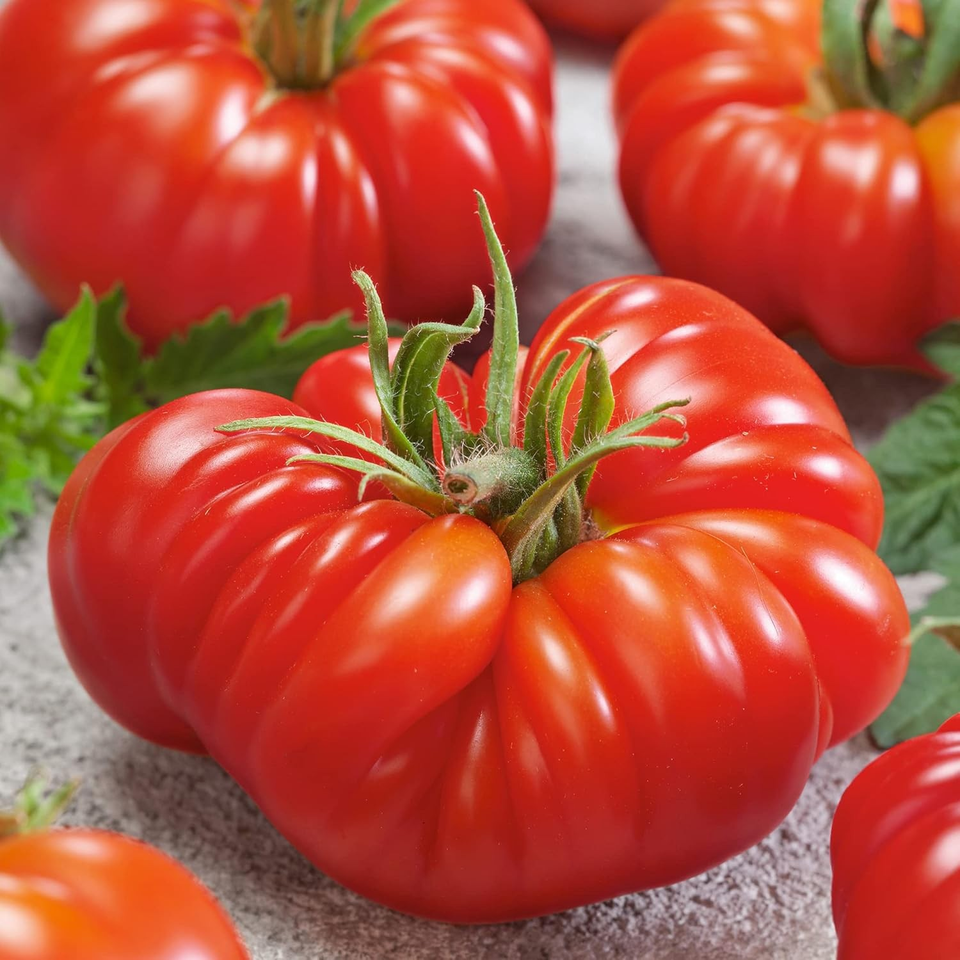 120+ OAXACAN PINK TOMATO SEEDS -- MEXICAN -- HEORLOOM -- ORGANIC ...