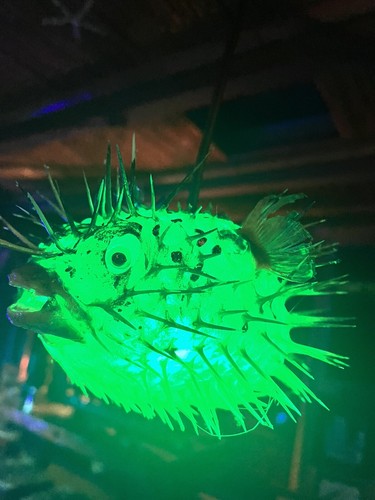 NEW 10” Puffer Fish Lamp w/green LED Tiki bar Smokin Tikis | eBay
