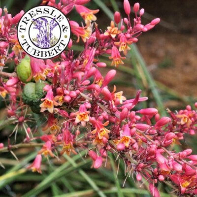 Rare Yucca Rouge Hesperaloe Parviflora Vivace 2 Graines Vendeur UK | eBay