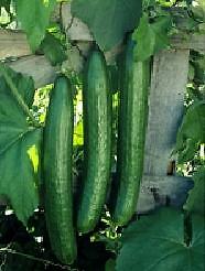 Cucumber Early Spring Burpless 250 seeds | eBay