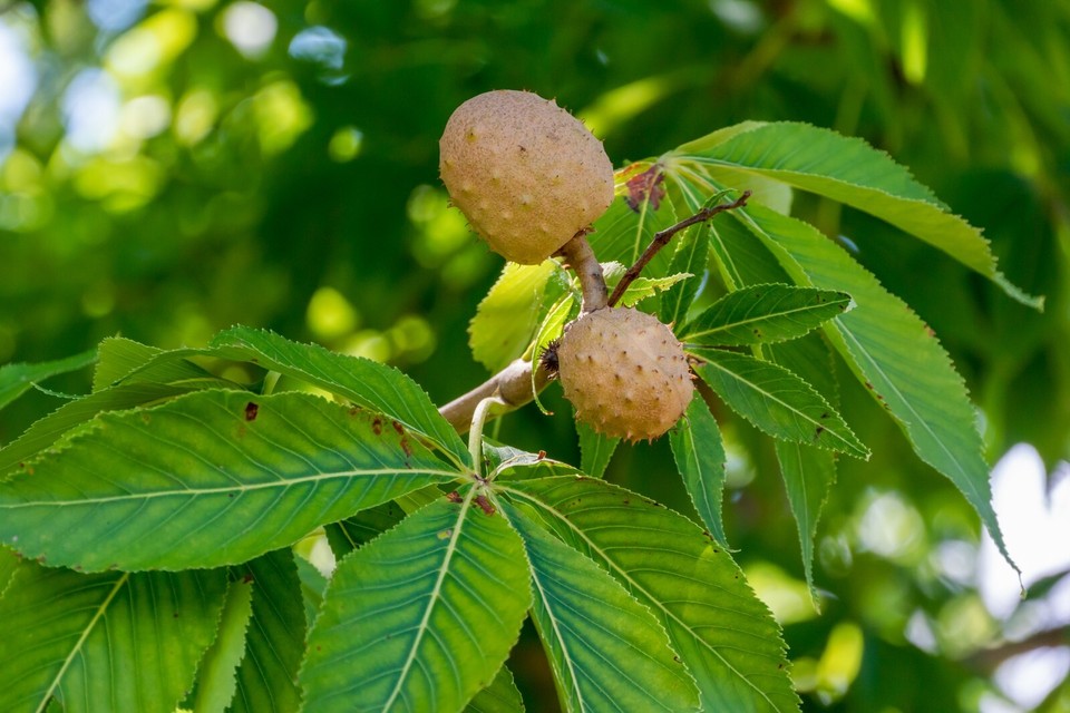 100 Buckeyes — Columbus, Ohio-grown Buckeye nuts | eBay