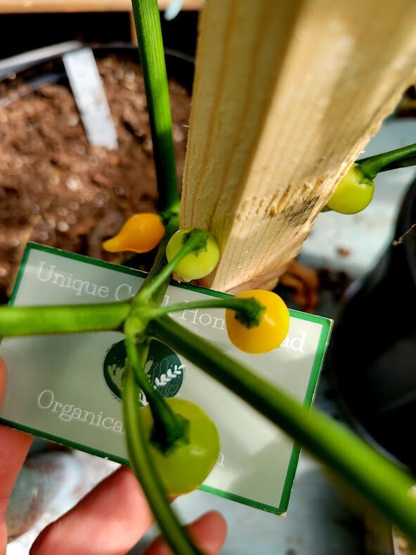 Biqunho Mildly YELLOW Little Beak Chili Pepper Seeds Unique Creek ...