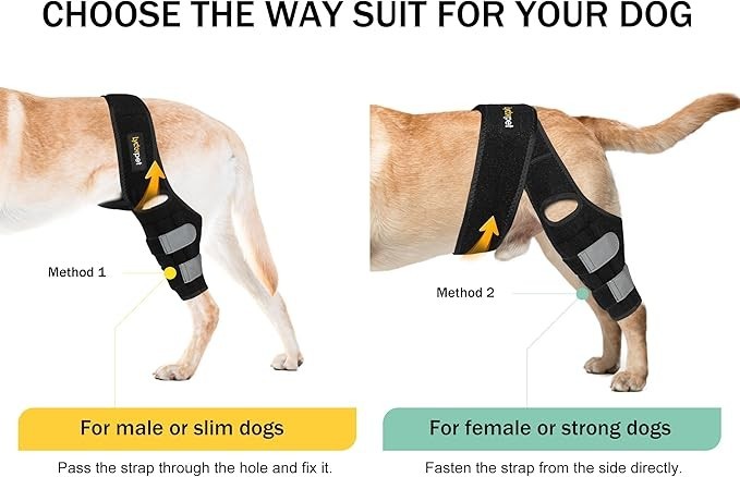Lyderpet Dog Knee Brace for Torn ACL Hind Leg, Rear Leg Cruciate ...