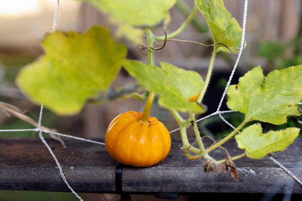 20 MINI MIX PUMPKIN Miniature Cucurbita Pepo White Green Orange Striped ...