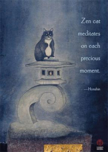 ZEN Cat Meditates: 6 Greeting Card Pack (Zen Cat Meditates) by Amber ...