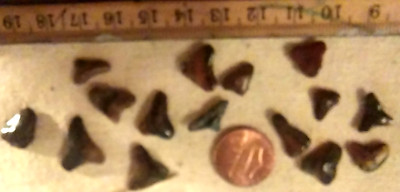 15 small Shark Teeth free ship | eBay