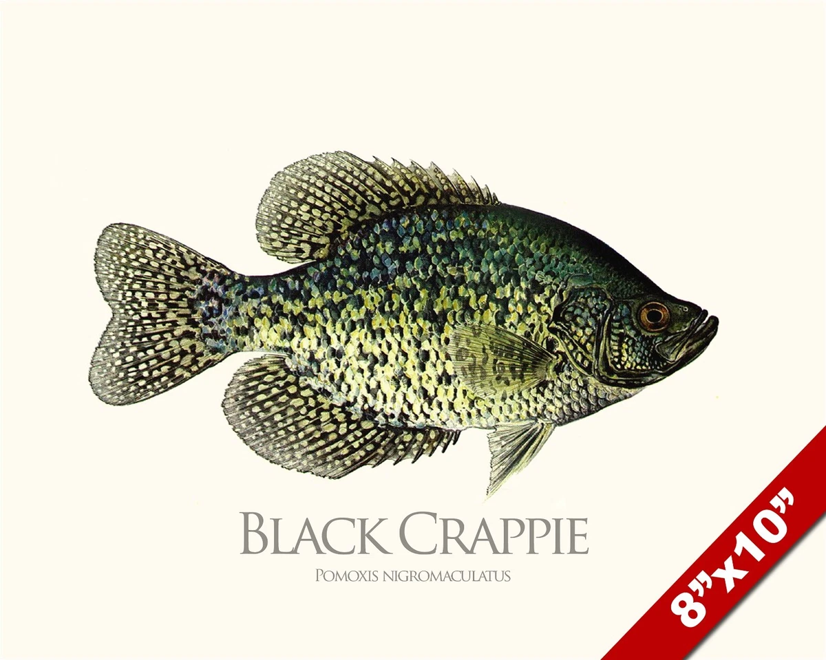 Freshwater Crappie