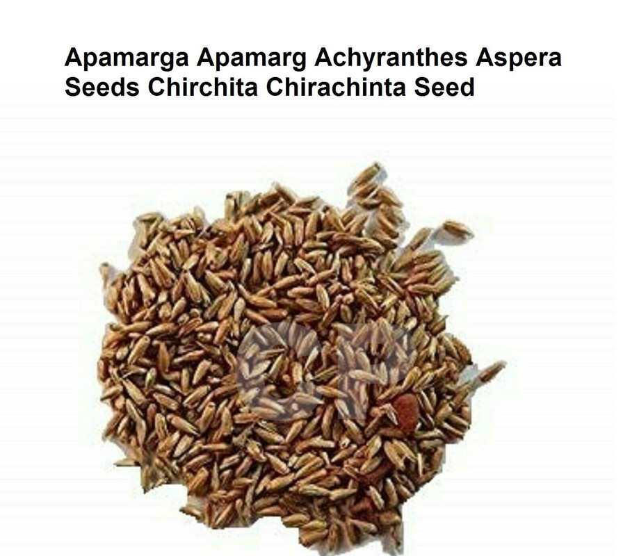 Apamarga Apamarg Achyranthes Aspera Seeds Chirchita Seed Whole 100gm (3 ...