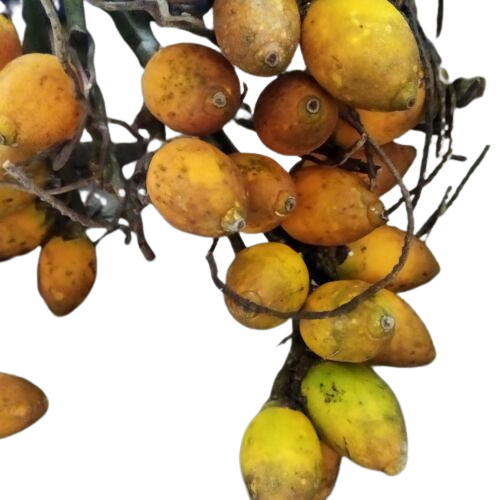 Organic Areca nut Ceylon Garden Product Fresh 100% Natural Puwak 20 ...