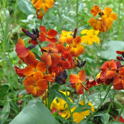 10 Seeds Cheiranthus Cheiri Tom Thumb Mix, Gillyflower Color | eBay UK