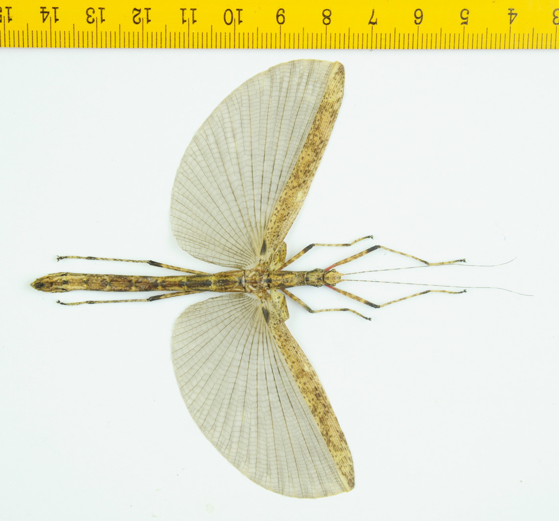 STICK INSECT - Phasmidae sp - MALAYSIA - 8925 | eBay