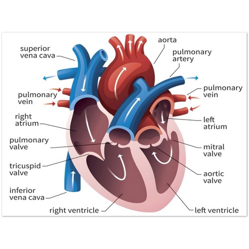 Human Heart Anatomy Diagram Poster Educational Medical Science Chart | eBay