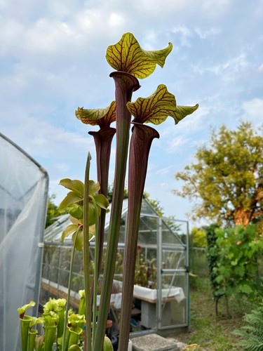 ♦️ * RARE* Sarracenia flava Bay Co. *DC Carnivores* ♦️ | eBay