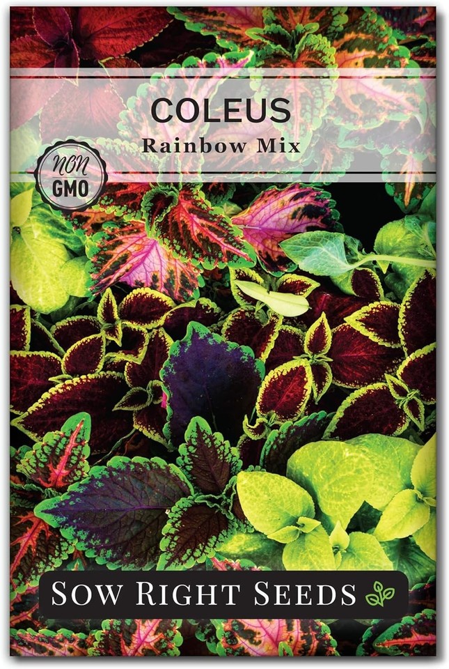 Coleus Rainbow Mix Seeds for Planting - Beautiful Flowers to Plant in a ...