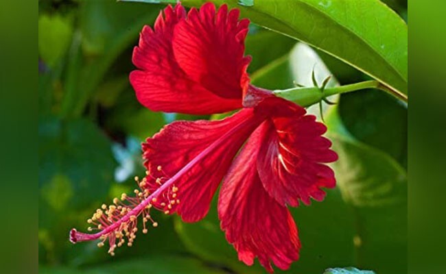 Dried Hibiscus Leaves Gudhal Hair Care 100% Organic Grow Healthy Herbal ...