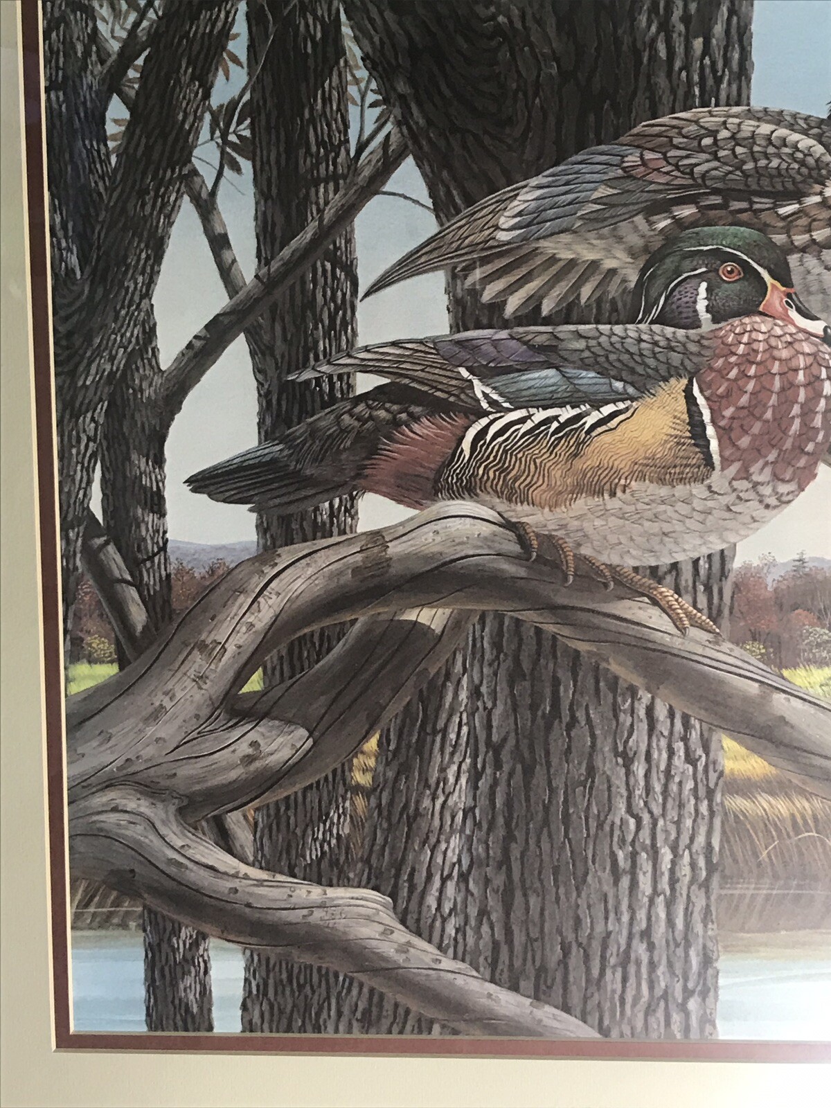 LARGE Don Balke Signed Numbered Framed Waterfowl Wood Duck Lithographic ...