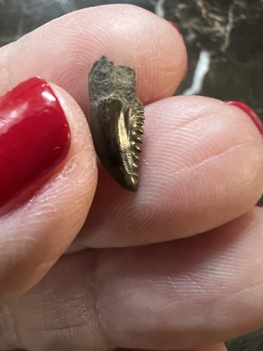 Large Troodon Tooth-dinosaur fossil | eBay