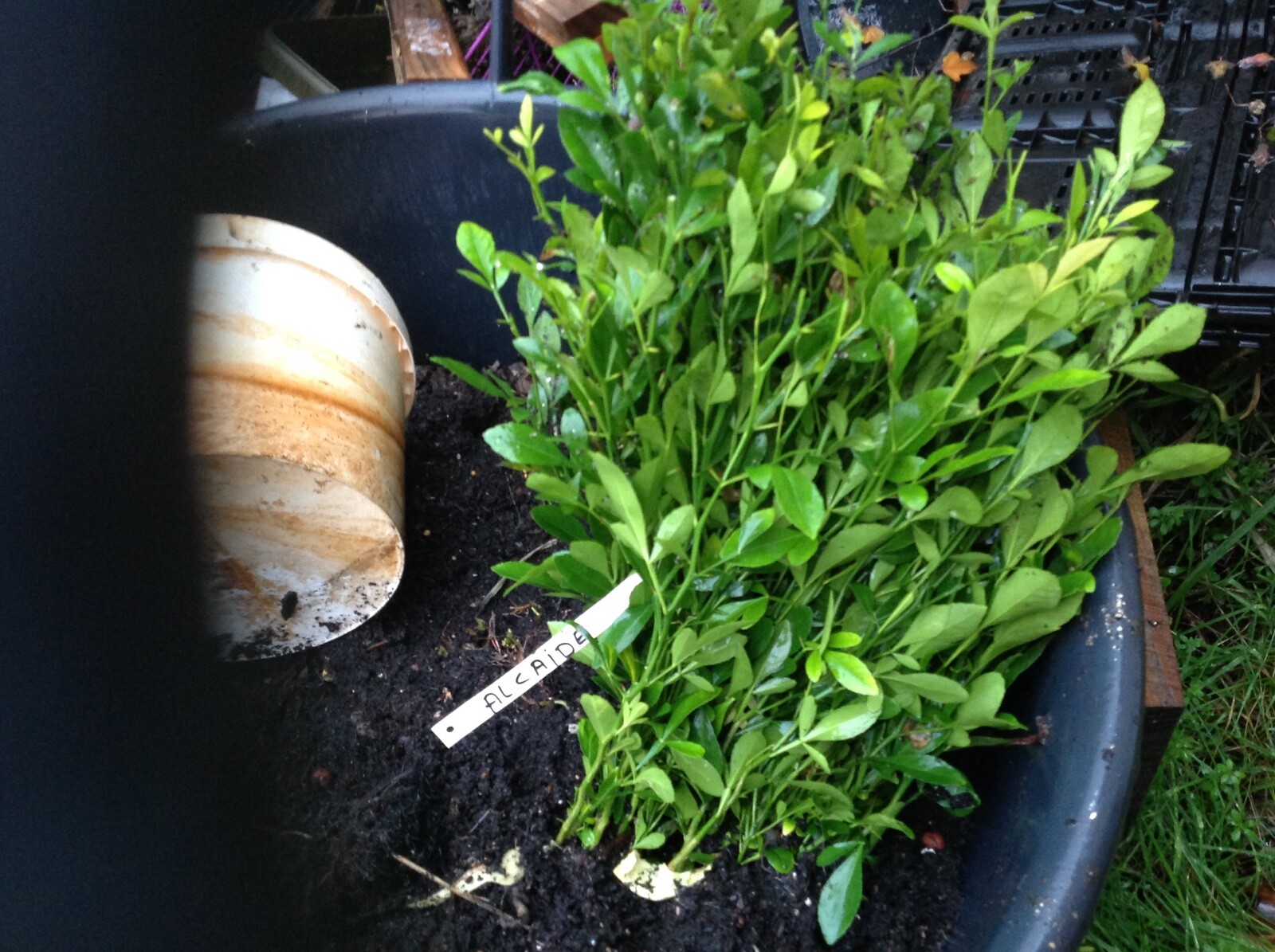 Forner alcaide 5 FA5. Porte greffe agrumes racines nues 30/40 cm | eBay