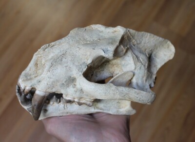 Replica Fossil Pogonodon Skull Oligocene Saber Tooth cat Nice | eBay