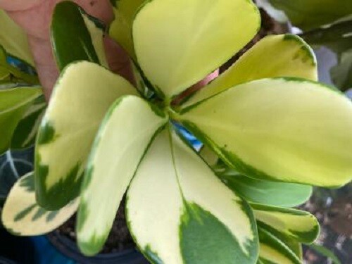 Rare Clusia rosea Autograph variegated Tree 3 rooted cuttings | eBay