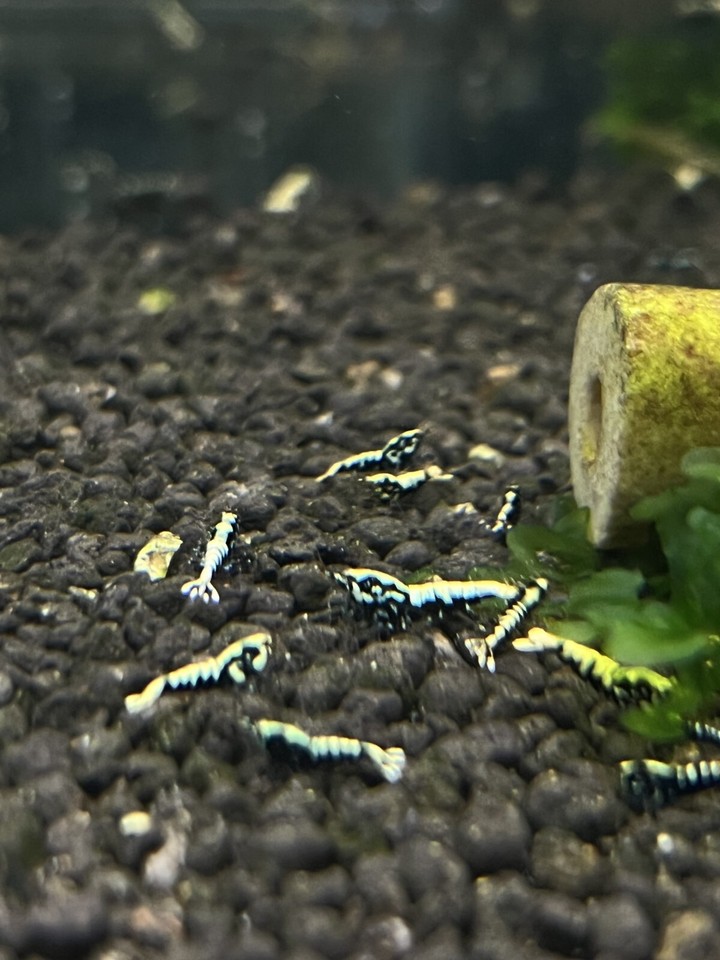 10 + 1 Black Galaxy Fishbone Pinto Shrimp Caridina Shrimp Live ...