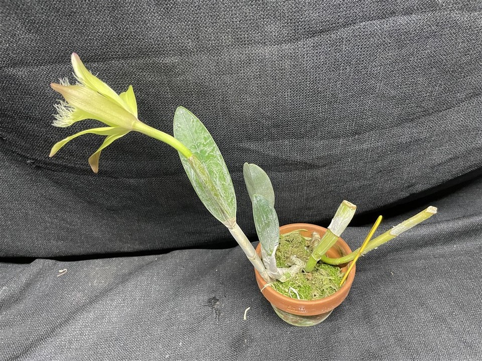 B. digbyana `Fiddlesticks' Original Species Cattleya Orchid Plant | eBay