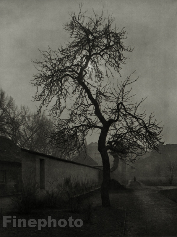 1947/78 JOSEF SUDEK Vintage Czech Photo Gravure KAMPA ISLAND Tree ...