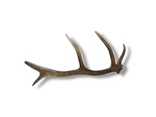 Elk Antler Naturally Shed - Authentic 5 Point Brown Antler, Rustic Home ...