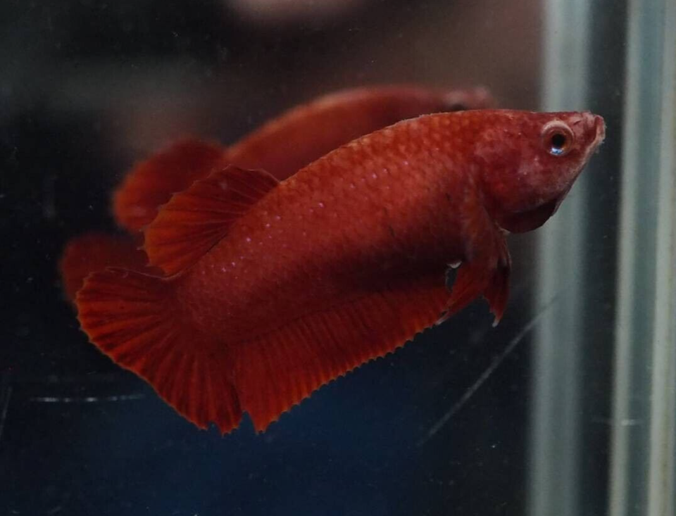 Live Betta Fish Female Super Red HMPK Plakat Quality Grade for Breed ...