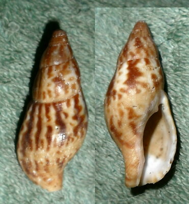 SS RFM 70369 Pisania ignea Gmelin 1791 34.6mm F Oman, Muscat in coral at low tid | eBay