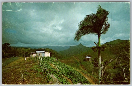 Vtg Postcard Puerto Rico Tobacco Hillside Farm Central Puerto Rico ...