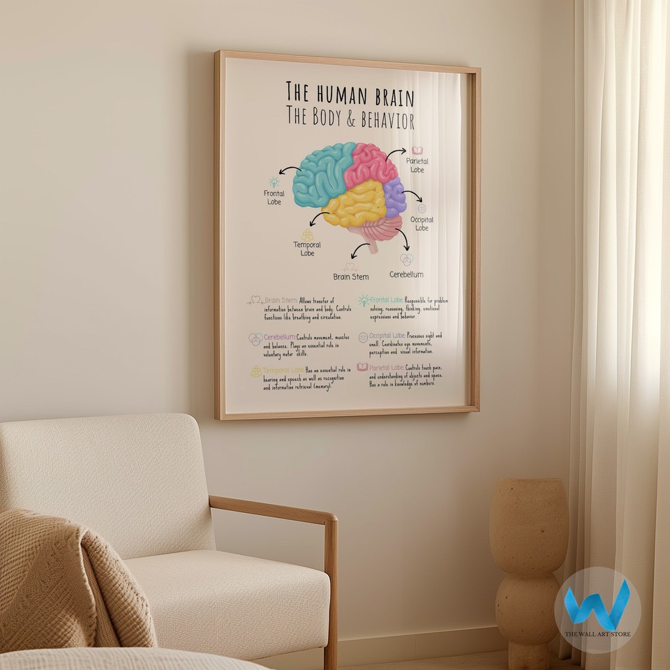Educational Human Brain Poster Wall Art - Anatomy and Behavior | eBay