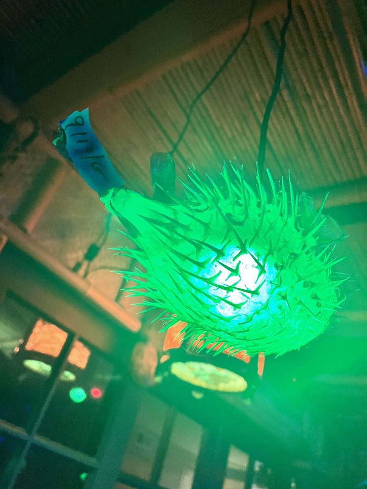 NEW 10” Puffer Fish Lamp w/green LED Tiki bar Smokin Tikis | eBay