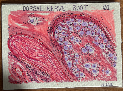 ACEO histology cards pen and ink on watercolor | eBay