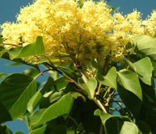 20 EXOTIC LILAC SEEDS for garden rare bloom flower plant bush USA ...