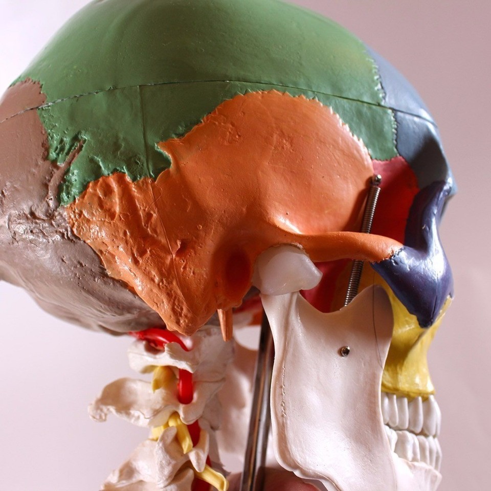 Human Anatomy Skeleton Anatomical Model w/h Colored Bones Cervical ...