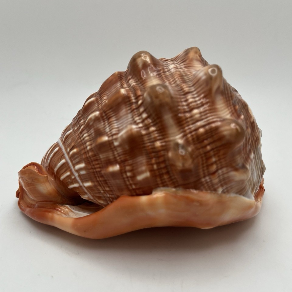 Natural Bullmouth Helmet Bull’s Mouth Conch Shell Cypraecassis Rufa 5 1 ...