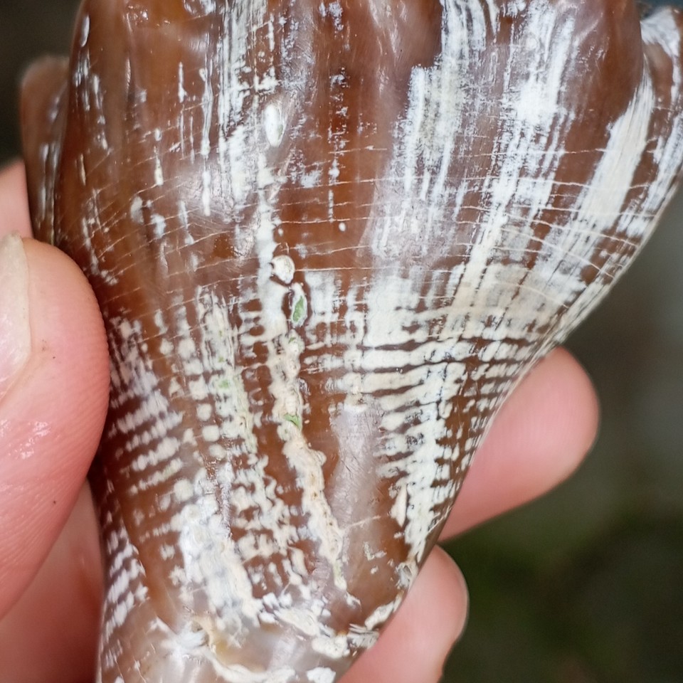 7.4 Cm Top Rare Genuine Rough Matrix Gastropod Sea Shell Fossil ...