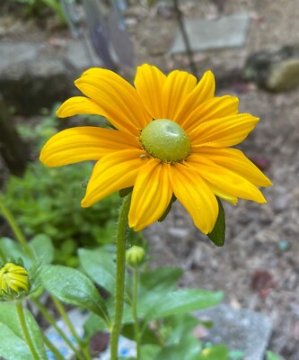 Rudbeckia Irish Spring - 25 Seeds, Non-GMO | eBay