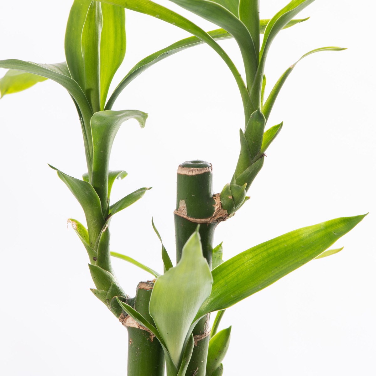 Small Mini Lucky Bamboo Plant